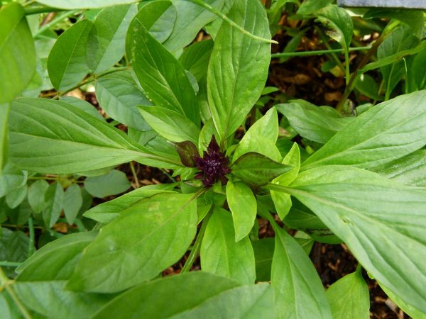 A Guide to Basil in Thai Food
